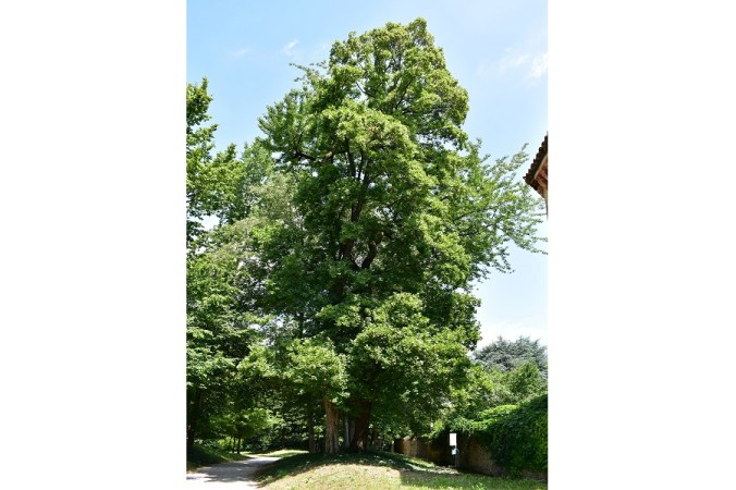 Come distinguere gli Aceri – non solo foglie a cinque lobi | un albero ...
