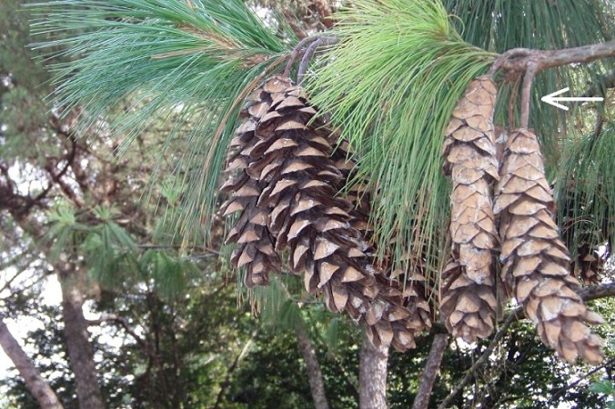 Come distinguere i Pini | un albero al giorno