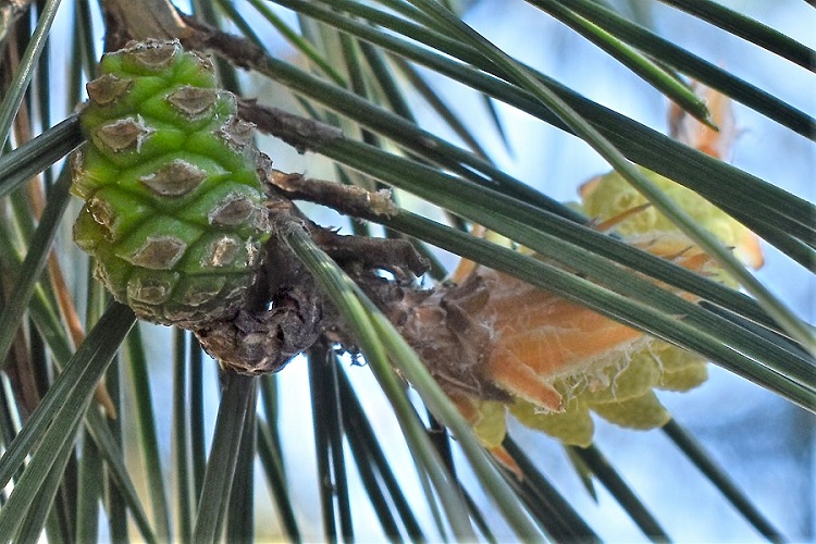 Come distinguere i Pini | un albero al giorno
