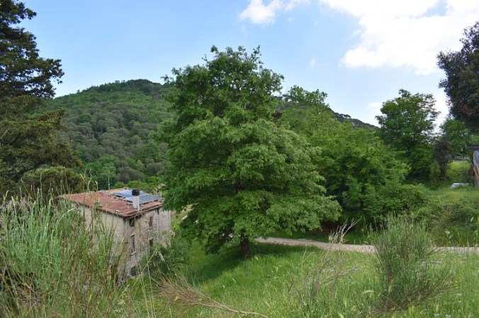 Quercus cerris – Cerro | un albero al giorno