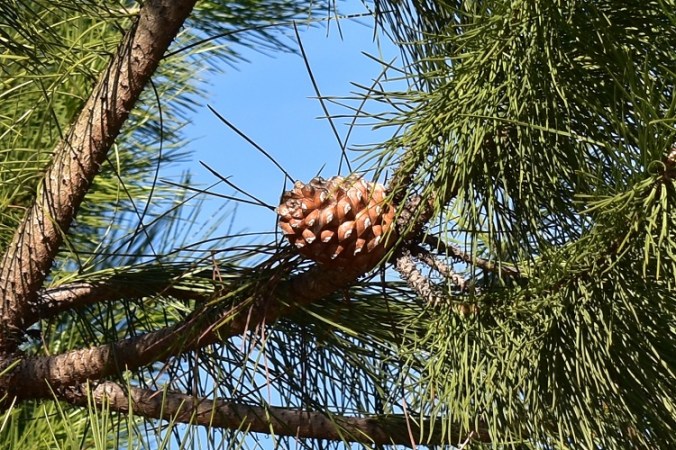 Come distinguere i Pini | un albero al giorno