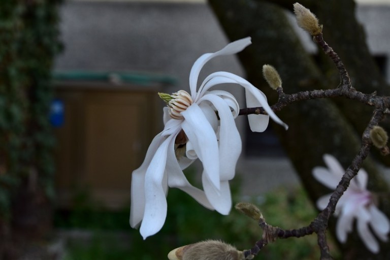 Ricerca per fiore – Fiori bianchi o crema | un albero al giorno