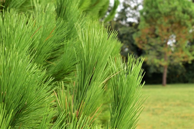 Come distinguere i Pini | un albero al giorno