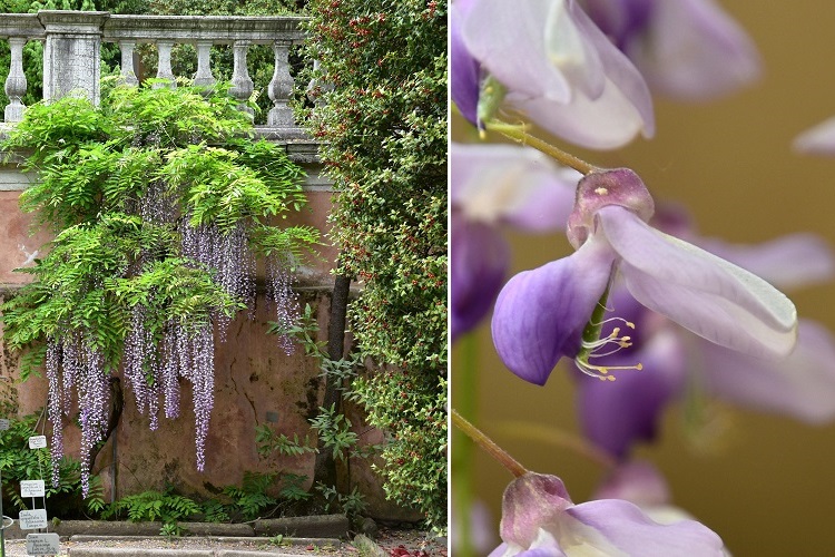Ricerca per fiore – Grappoli, capolini o fiori sparsi sui rametti | un ...