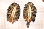 Betulaceae – La famiglia di betulle e ontani | un albero al giorno