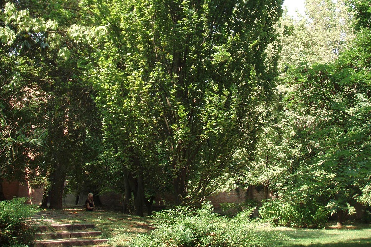 Di tanti faggi – del portamento e della forma delle foglie | un albero ...