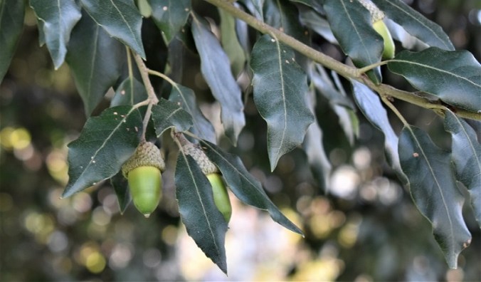 Quercus ilex – Leccio | un albero al giorno