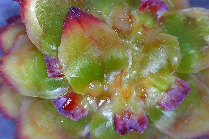 Pinus pinaster – Pino marittimo | un albero al giorno