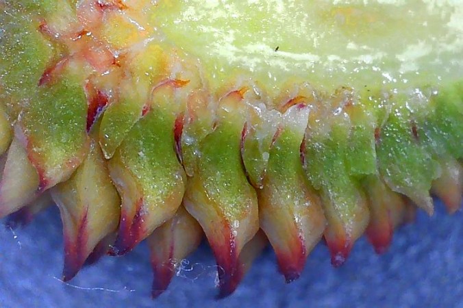 Pinus pinaster – Pino marittimo | un albero al giorno