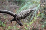Come distinguere i Pini | un albero al giorno
