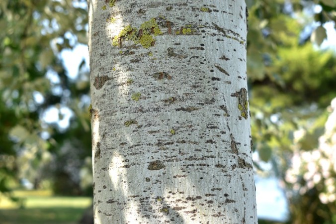 Come distinguere i Pioppi | un albero al giorno