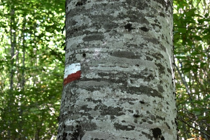 Ricerca per corteccia – Corteccia liscia | un albero al giorno