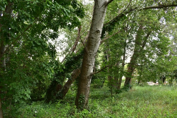 Come distinguere i Pioppi | un albero al giorno