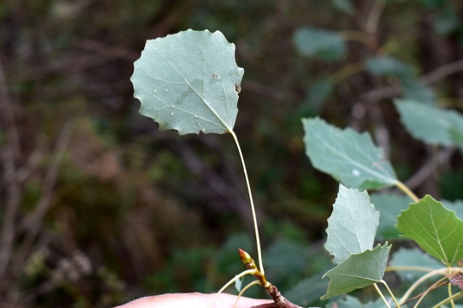 Come distinguere i Pioppi | un albero al giorno