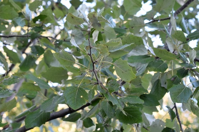 Come distinguere i Pioppi | un albero al giorno