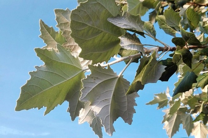 Come distinguere i Pioppi | un albero al giorno