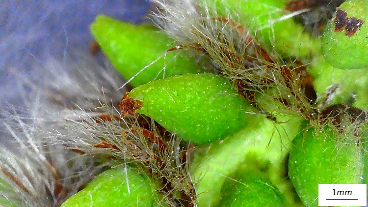 Populus tremula – Pioppo tremulo | un albero al giorno