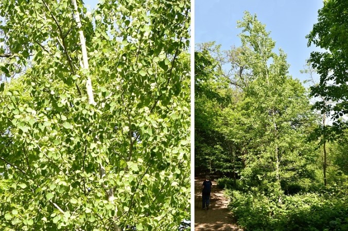 Populus tremula – Pioppo tremulo | un albero al giorno