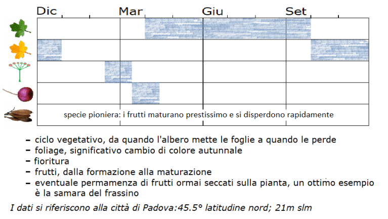 Populus tremula – Pioppo tremulo | un albero al giorno