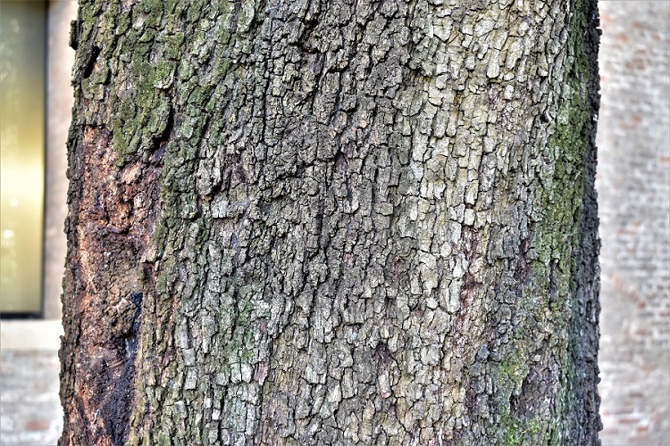 Ricerca per corteccia | un albero al giorno