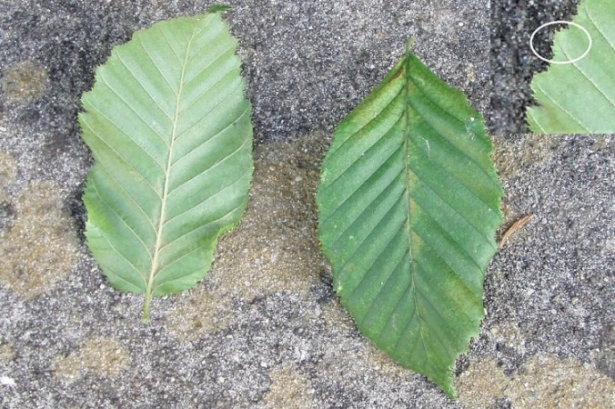 Come distinguere i Carpini | un albero al giorno
