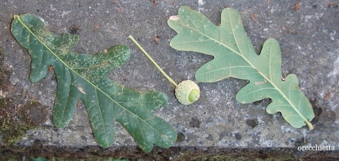 Come distinguere le Querce | un albero al giorno
