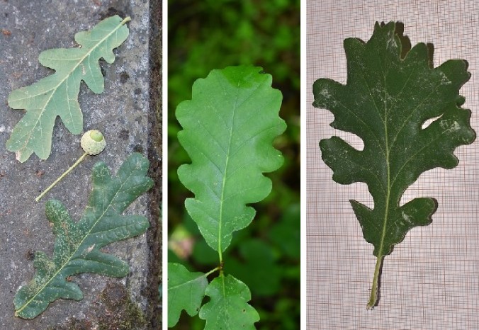 Come distinguere le Querce | un albero al giorno