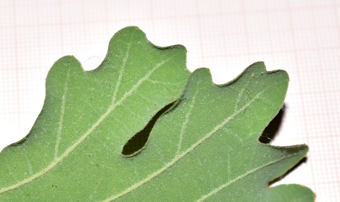 Come distinguere le Querce | un albero al giorno