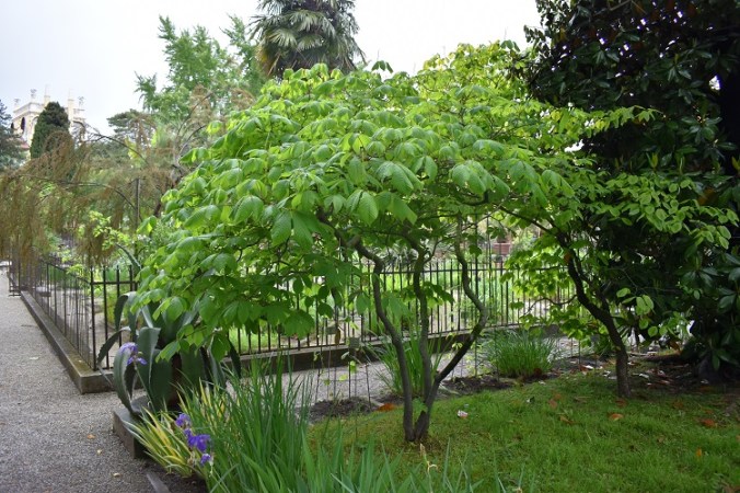 Aesculus parviflora – Ippocastano arbustivo | un albero al giorno