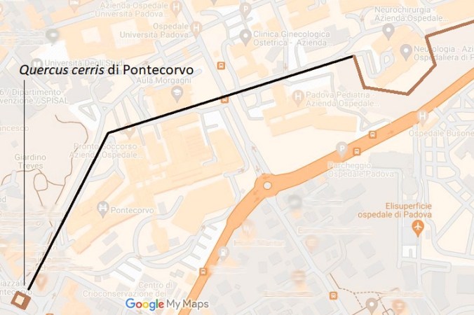 Quercus cerris – Cerro | un albero al giorno