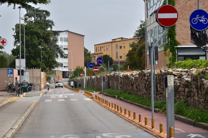 Quercus cerris – Cerro | un albero al giorno
