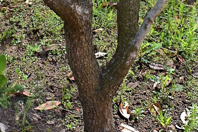 Cornus florida – Corniolo da fiore | un albero al giorno