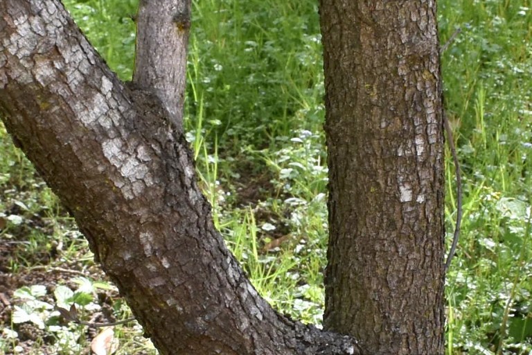 Cornus florida – Corniolo da fiore | un albero al giorno