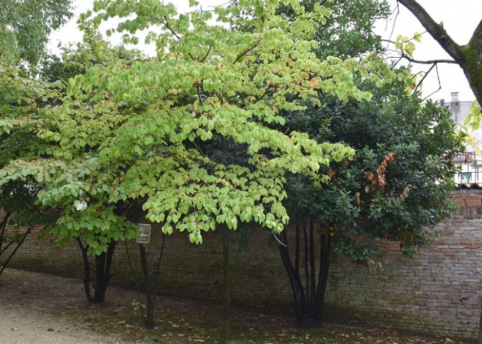 Cornus florida – Corniolo da fiore | un albero al giorno