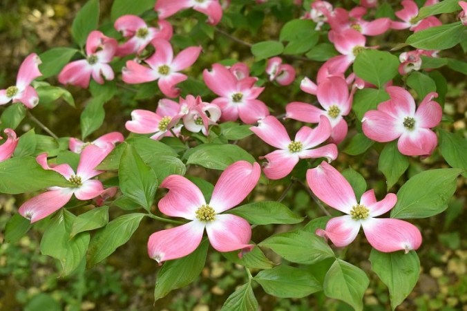 Cornus florida – Corniolo da fiore | un albero al giorno