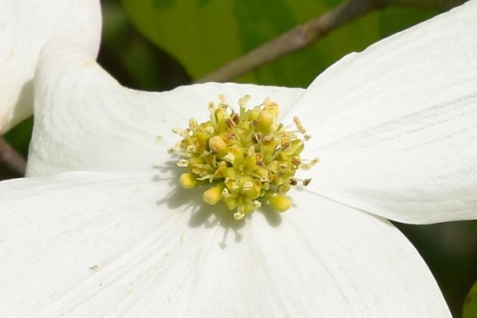 Cornus florida – Corniolo da fiore | un albero al giorno