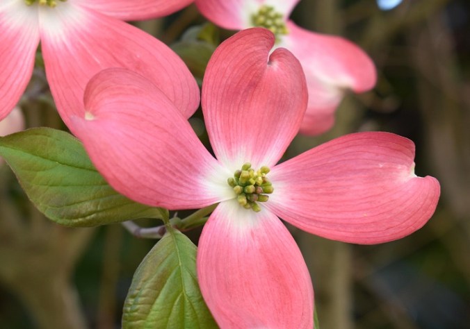 Cornus florida – Corniolo da fiore | un albero al giorno