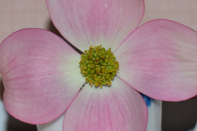 Cornus florida – Corniolo da fiore | un albero al giorno