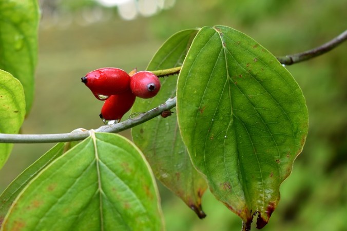 Cornus florida – Corniolo da fiore | un albero al giorno
