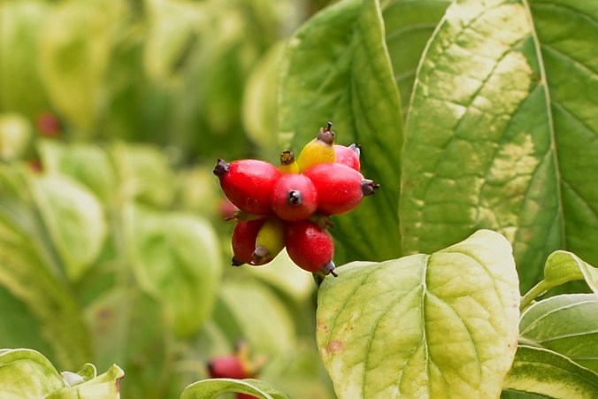 Cornus florida – Corniolo da fiore | un albero al giorno