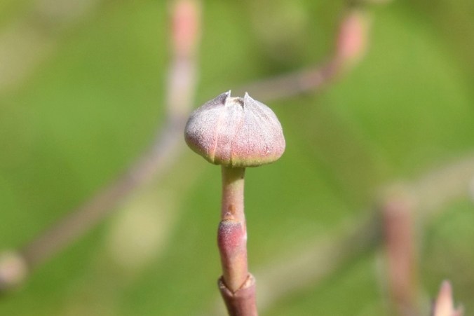 Cornus florida – Corniolo da fiore | un albero al giorno