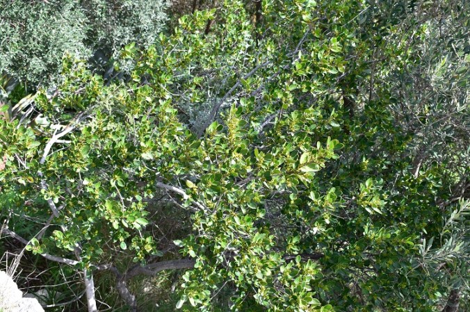 Rhamnus alaternus – Alaterno | un albero al giorno
