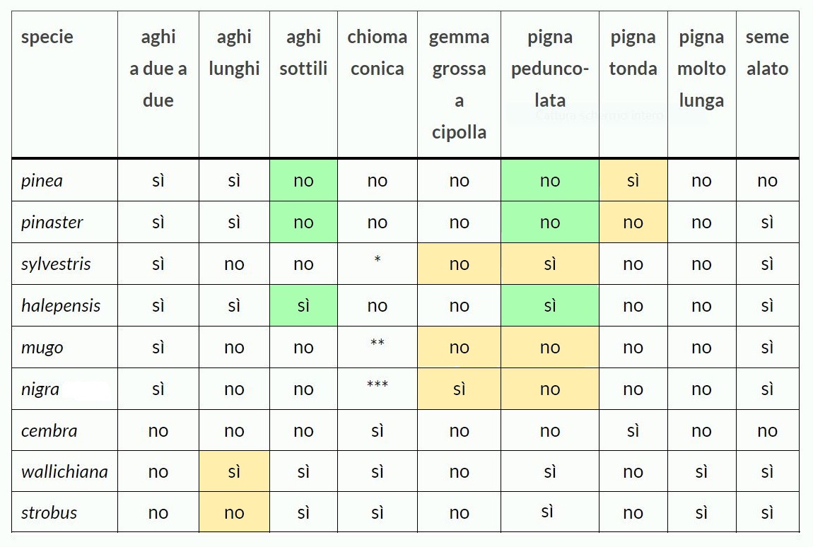 Come distinguere i Pini | un albero al giorno