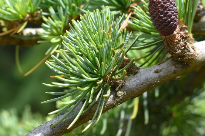 Cedrus libani – Cedro del Libano | un albero al giorno