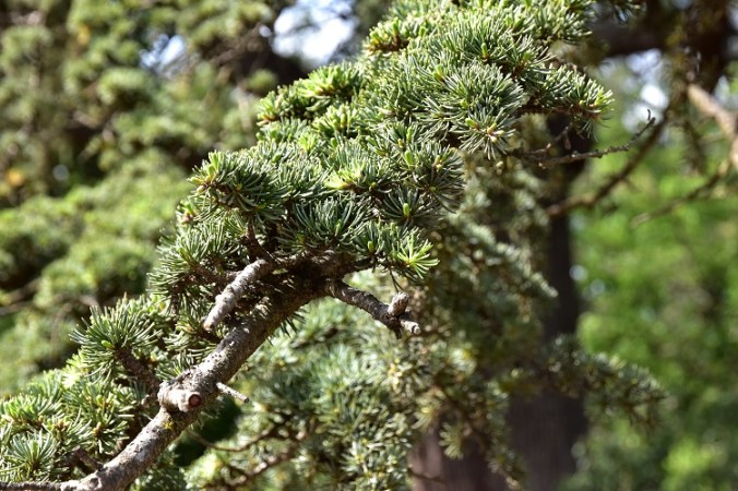 Cedrus libani – Cedro del Libano | un albero al giorno