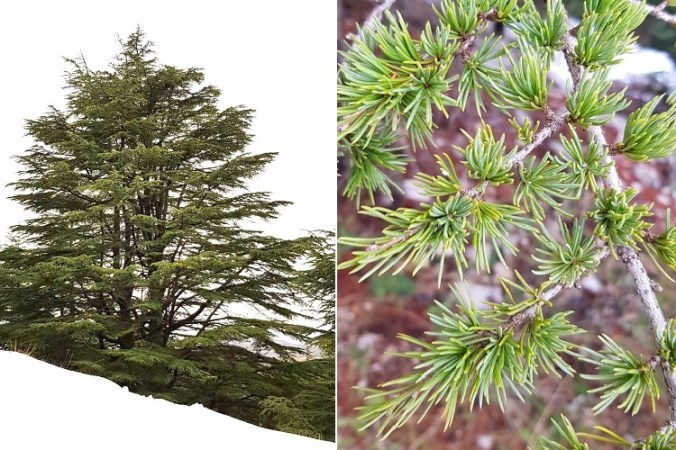 Cedrus libani – Cedro del Libano | un albero al giorno