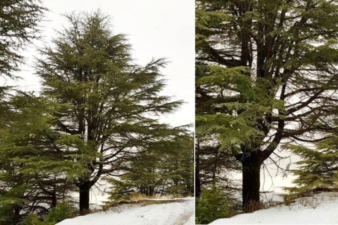 Cedrus libani – Cedro del Libano | un albero al giorno
