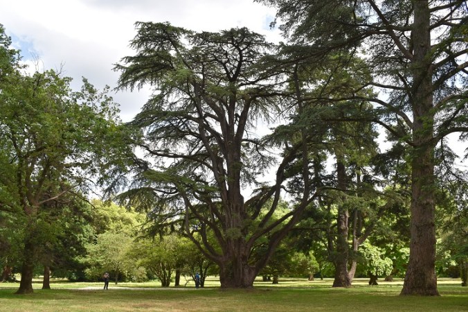 Cedrus libani – Cedro del Libano | un albero al giorno