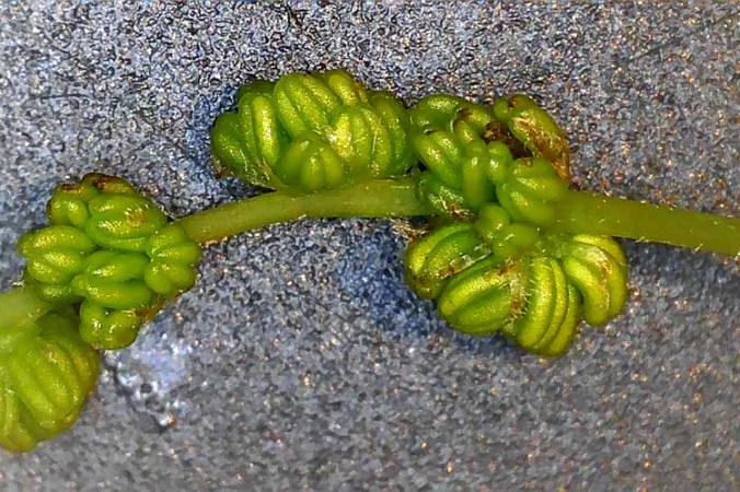 Quercus robur – Farnia | un albero al giorno