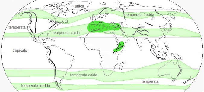 Erica arborea | un albero al giorno